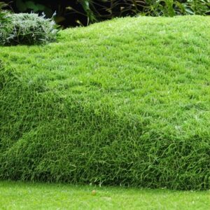 To Collect or Not to Collect Grass: Here’s What To Do – ardenTooly
